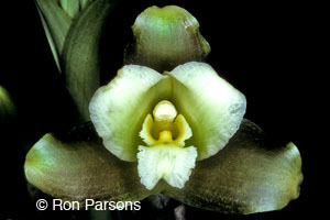 Lycaste species, orchid photographs